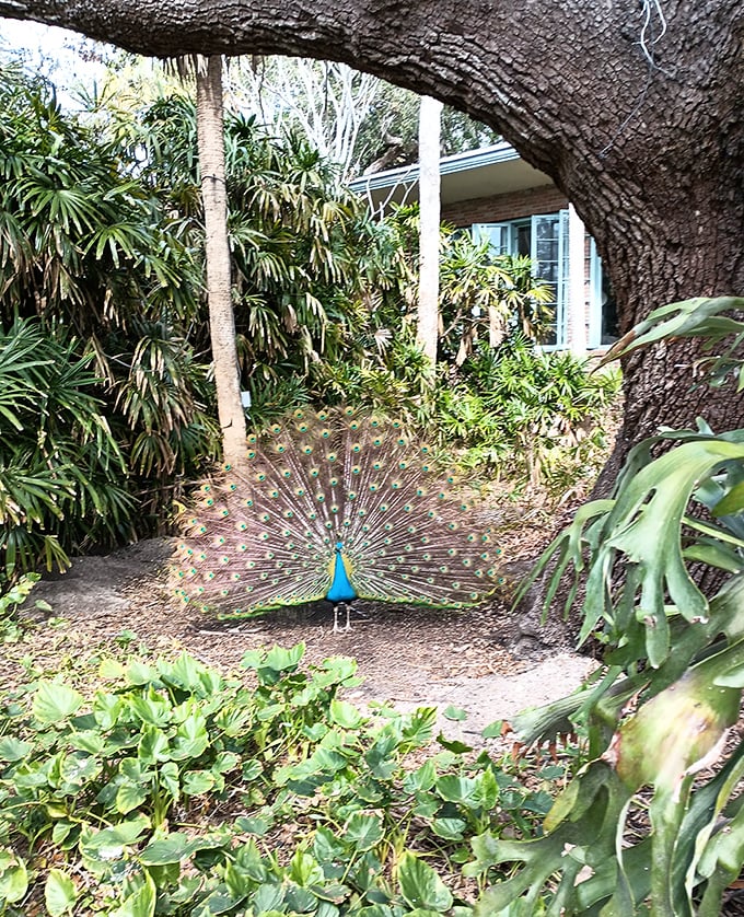 Royal resident strikes a pose &ndash; this peacock didn't just wake up this gorgeous, though he certainly makes it look effortless.