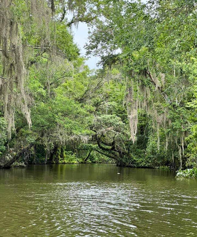 Spanish moss drapes from ancient cypress trees like nature's own decorating team decided to get fancy with the waterfront.