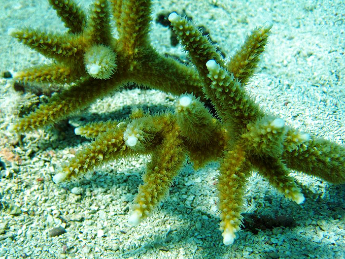 Staghorn coral reaches toward sunlight like nature's own sculpture garden &ndash; delicate, complex, and absolutely not for touching.