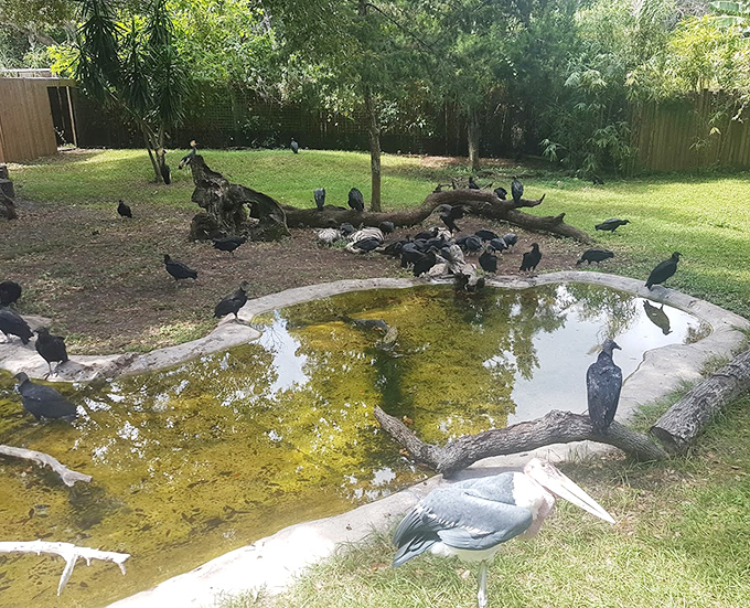 The rookery attracts numerous wading birds, including this majestic stork, who find safety nesting above alligator-filled waters that deter climbing predators.