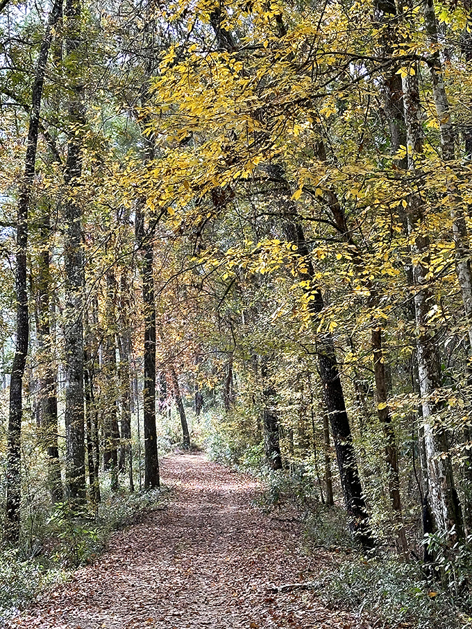 Autumn transforms San Felasco's trails into golden corridors, proving Florida does indeed have seasons.