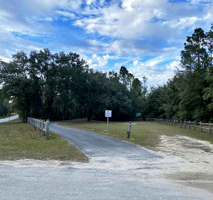 Sunlight filters through the canopy at this entrance point, nature's way of rolling out the green carpet.