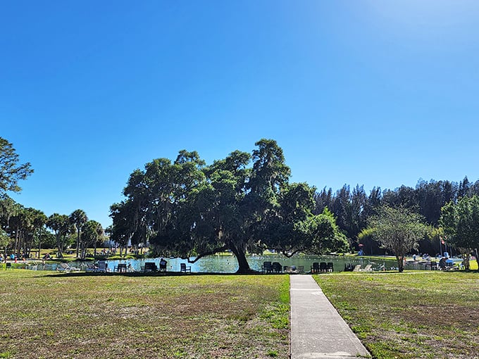 Ancient trees stand guard around the springs, their sprawling canopies offering shade and a touch of reverence to this natural sanctuary.