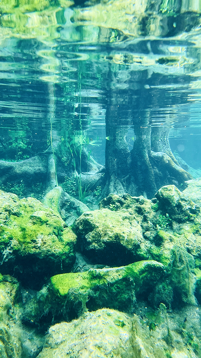 Cypress trees stand sentinel in the crystalline waters, their submerged roots creating an underwater forest for curious explorers.