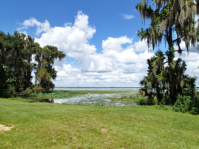 The wetland landscape stretches to the horizon, a patchwork of greens and blues that changes with every passing cloud.