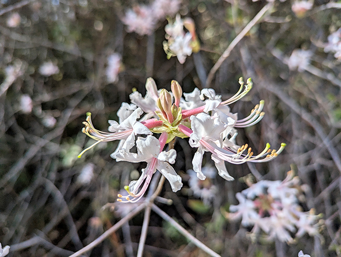 Wild azaleas burst with delicate blooms, Florida's answer to cherry blossoms but with a Southern accent and less tourist traffic.
