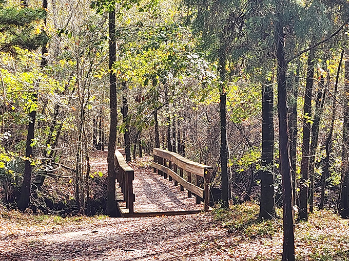 Dappled sunlight plays across the forest floor, creating an enchanted atmosphere perfect for ghost stories.