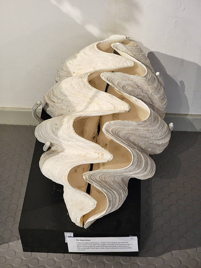This massive giant clam shell could double as a birdbath &ndash; nature's version of statement furniture that would make any interior designer jealous.