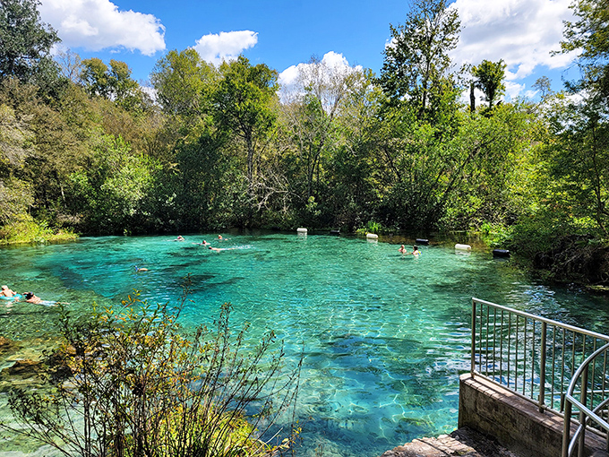 The boardwalk at Ichetucknee Springs State Park guides visitors through a cathedral of trees draped with Spanish moss.