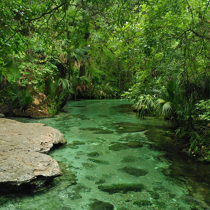 Rock Springs' emerald waters flow through a jungle-like setting where sunlight filters through the canopy, creating dancing patterns on the sandy bottom.