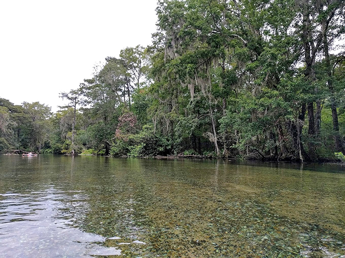 Kayakers explore Spring Creek's peaceful waters, where cypress trees create a natural corridor through Florida's wilderness.