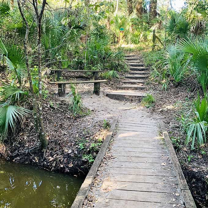 Cross the water and climb the wooden stairs to explore the hidden wonders of this lush, Florida paradise.