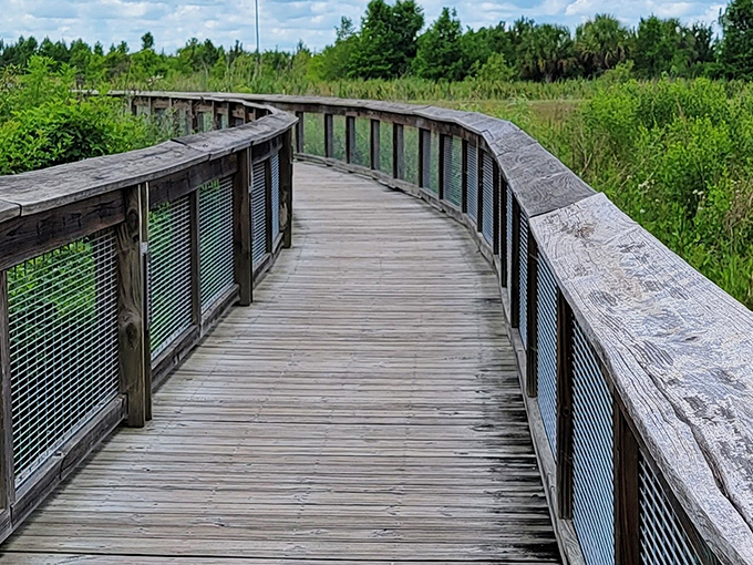 Nature's winding pathway invites Gainesville explorers to discover Florida's wild side, where alligators and rare birds might be just around the bend.