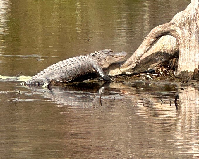 This alligator isn't just sunbathing &ndash; he's continuing a family tradition that dates back to the dinosaurs, just with better real estate.
