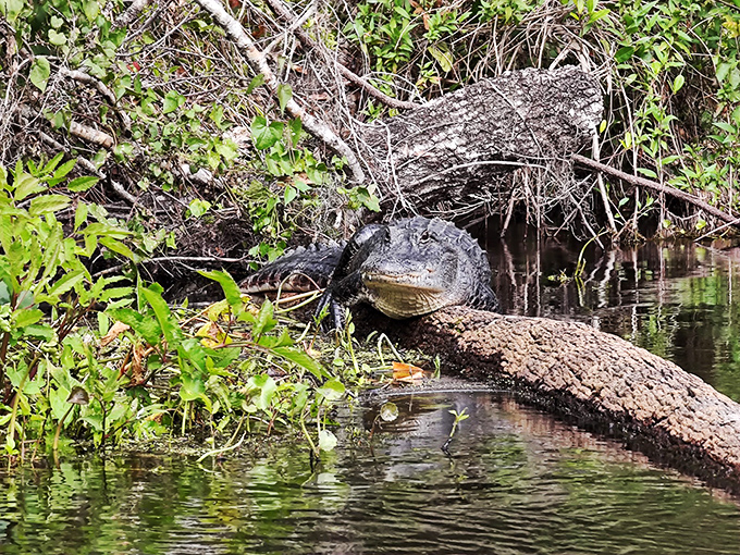 Florida's original sunbather: this alligator has claimed prime real estate along the spring run.