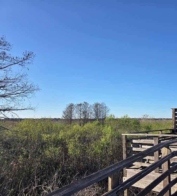 The observation deck offers front-row seats to the swamp's daily drama, no ticket required.