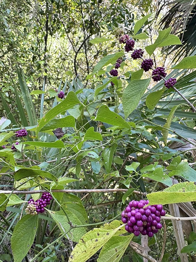 Clusters of wild beautyberries add splashes of purple to the greenery, nature's own decorating touch along the trail.