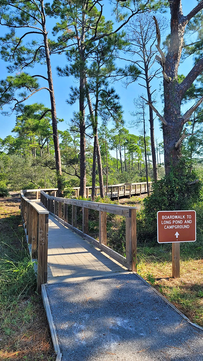 Nature's highway system: wooden boardwalks guide visitors through delicate ecosystems while keeping your shoes mud-free &ndash; engineering at its most considerate.