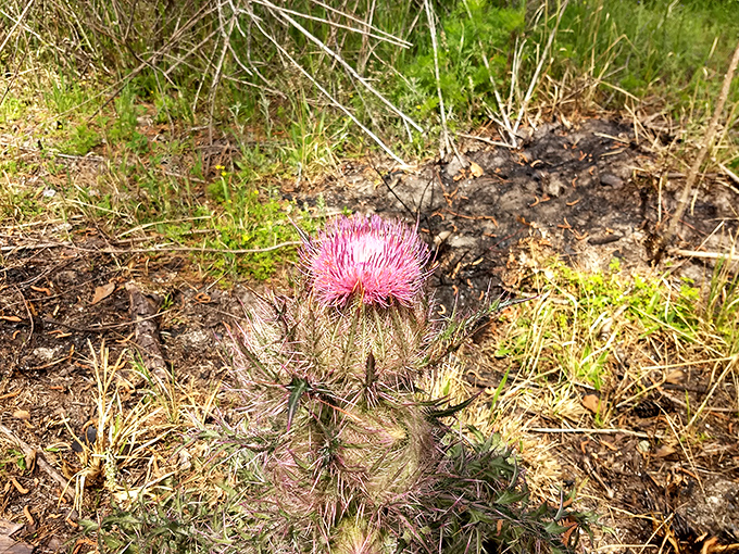Even in wilderness, beauty finds a way. This bristly thistle adds a pop of purple to Big Shoals' natural palette.