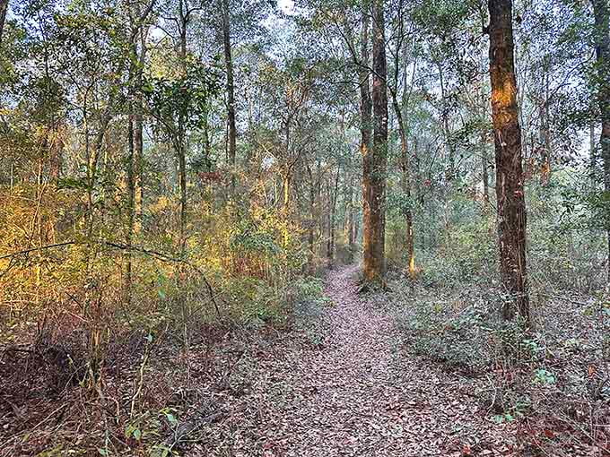 Forest trails wind through the property with the kind of gentle terrain that makes you wonder if Florida's definition of "hill" might be slightly different from other states.