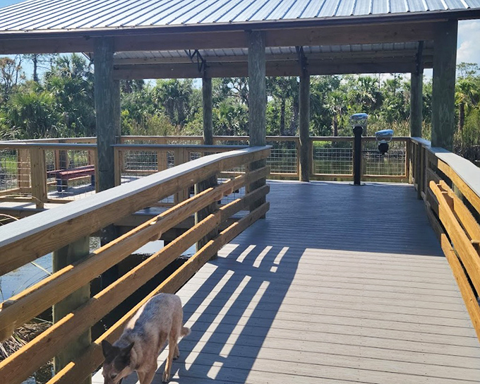 The covered observation deck: where humans can safely pretend they're participating in nature while remaining distinctly separate.