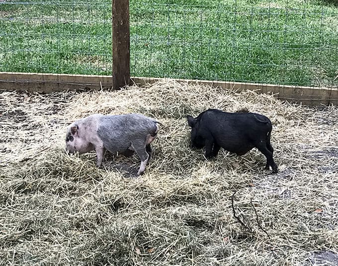 These miniature pigs waddle around like they own the place, which is hilarious considering their neighbors could swallow them whole.