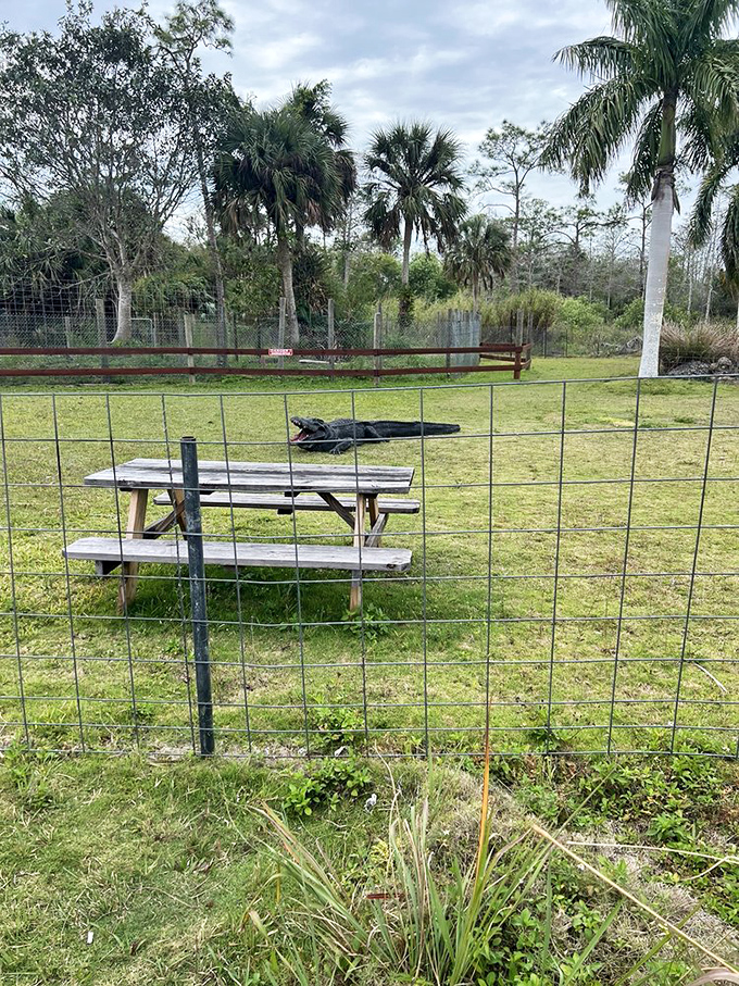 Prehistoric power on display! This massive alligator reminds visitors that Florida's swamps have been home to impressive creatures long before any Skunk Ape legends.