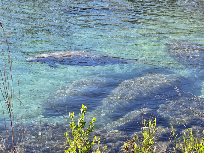 From above, manatees resemble giant, peaceful pickles lounging in nature's most perfect swimming pool, completely unbothered by life's complications.