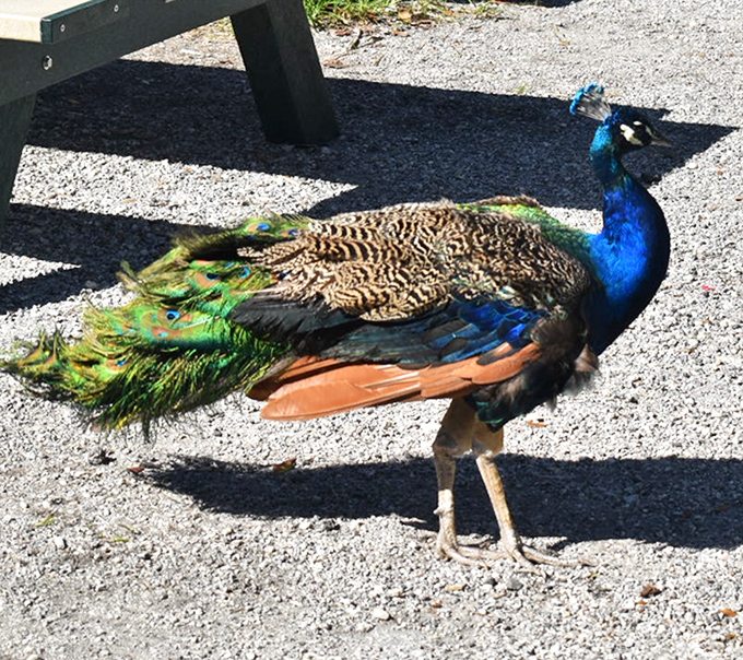 The peacock struts with the confidence of someone wearing their Sunday best, nature's reminder that sometimes more is more.