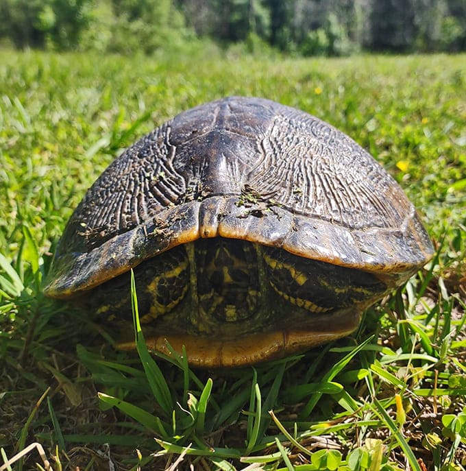 This turtle has the right idea, taking life slow and soaking up the sun in a place where time moves differently.