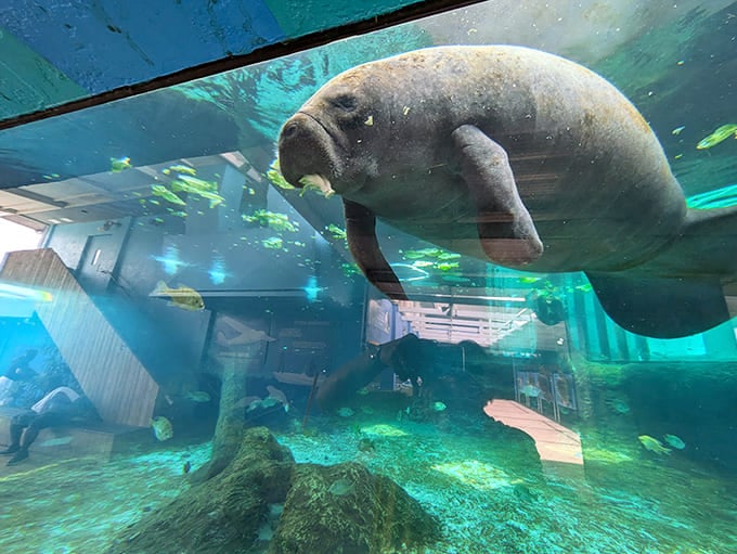 Manatees float by with the grace of underwater blimps, proving that gentle giants really do exist beyond fairy tales.