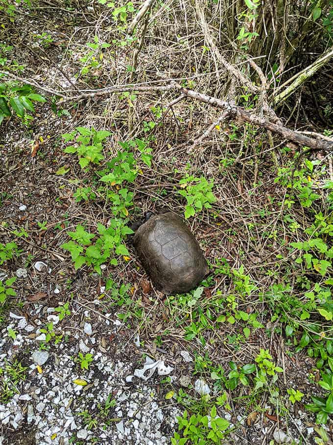 Local resident taking a leisurely stroll, completely unbothered by visitors and their fancy cameras.