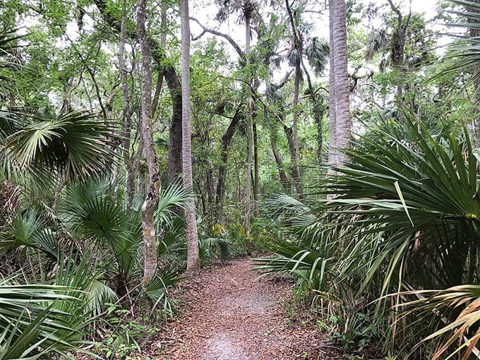 Nature trails wind through subtropical hammock, offering peaceful walks where wildlife and history coexist in perfect, unbothered harmony.