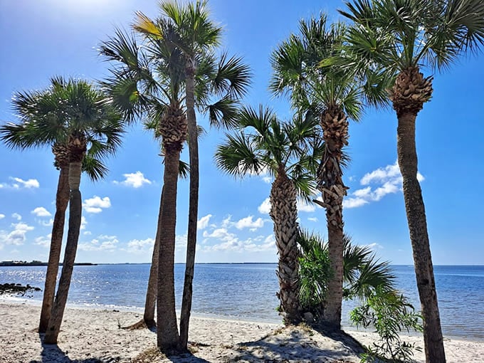 These palms stand like natural umbrellas, offering shade and that unmistakable Florida aesthetic we all crave.