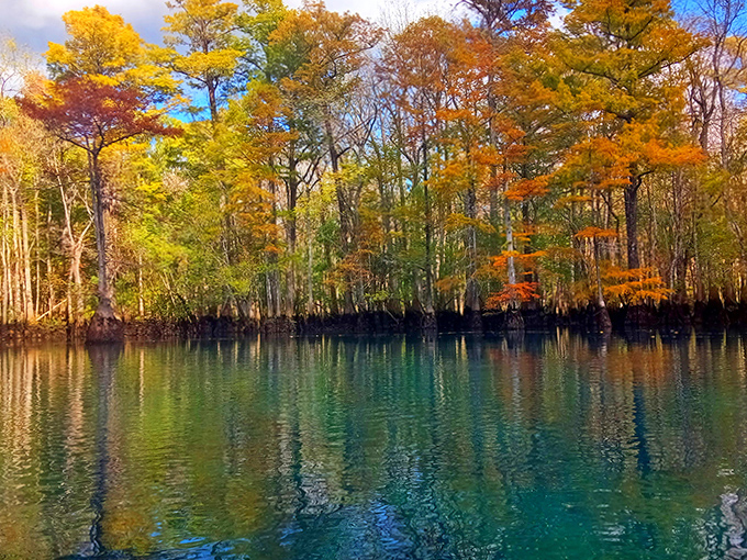 Fall transforms Morrison Springs into a painter's palette, with fiery cypress trees reflecting perfectly in the mirror-like water.