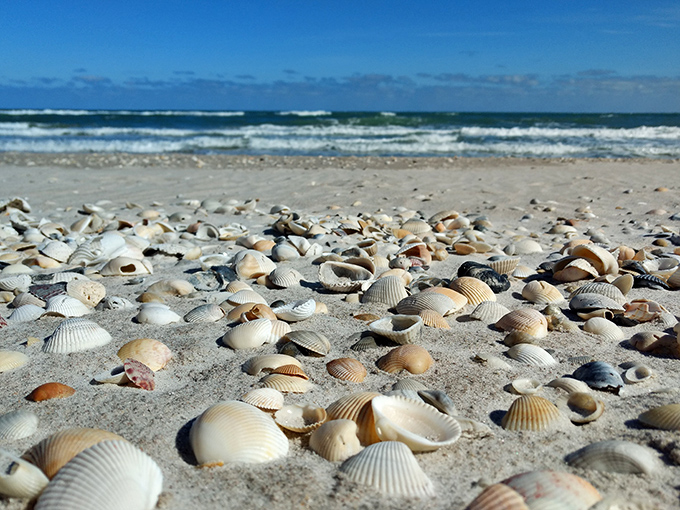 These shells tell stories older than Florida itself&mdash;nature's souvenirs that don't require dusting or shelf space back home.