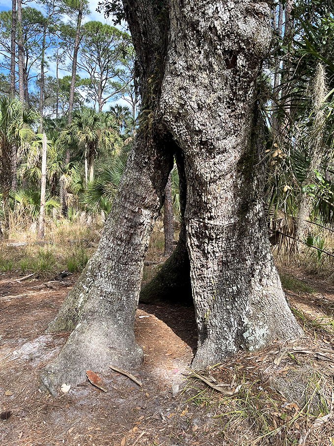Mother Nature's architectural marvel &ndash; a living doorway carved by time, inviting you into its wooden embrace.