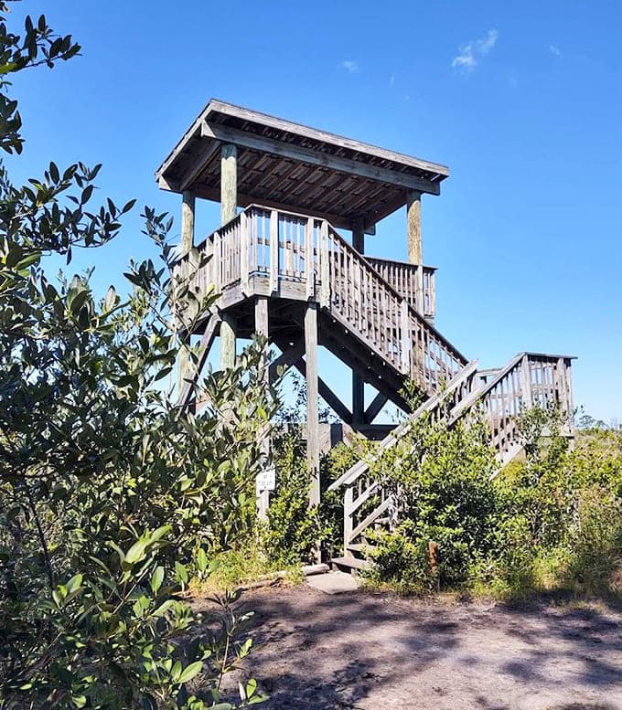 That observation tower reaches skyward, offering elevated views for anyone willing to climb stairs for their scenic rewards.