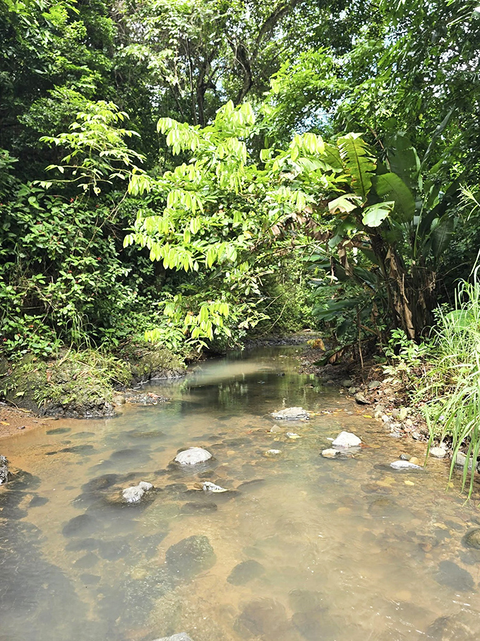 Gentle streams wind through verdant corridors where sunlight filters through the canopy, creating nature's perfect air conditioning on hot summer days.