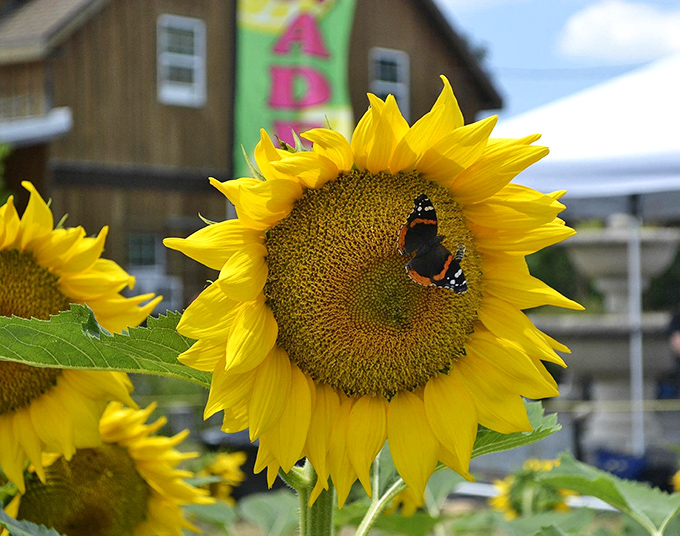Nature's perfect collaboration &ndash; a sunflower playing host to a butterfly in a moment of quiet magic.
