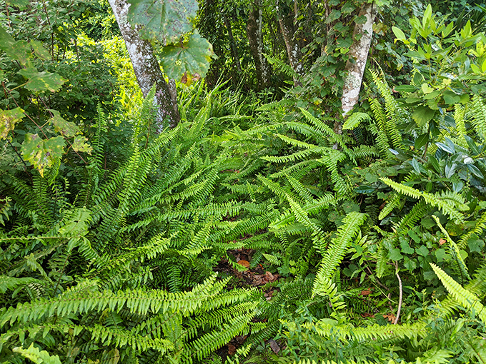 9. sword fern
