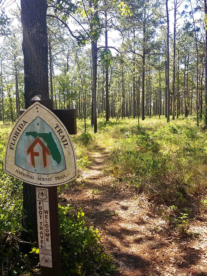 The Florida Trail offers hikers a chance to explore deeper into Ocala National Forest's diverse ecosystems.
