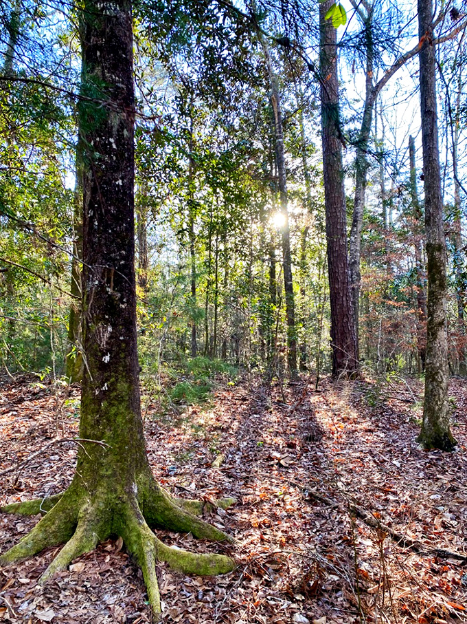 Sunlight filters through the cypress forest, turning the water into a mesmerizing palette of blues and greens that no filter could improve.