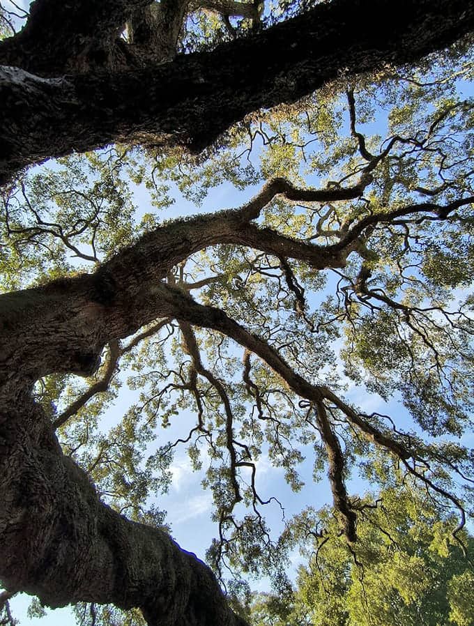 Looking up through this canopy is like staring at nature's own cathedral ceiling, minus the admission fee.