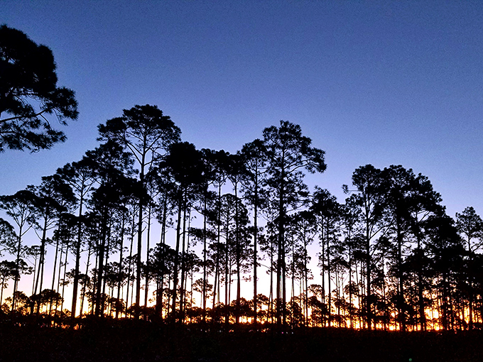 Tall pines stand sentinel against a sunset sky, creating a dramatic silhouette that reminds visitors they're experiencing Florida before the theme parks took over.