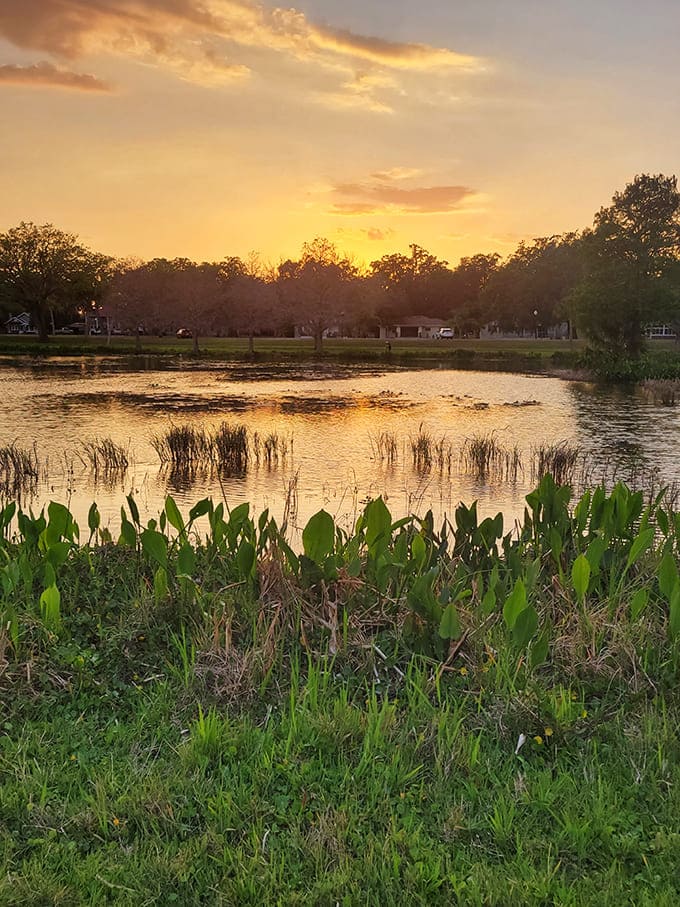Golden hour transforms ordinary water into liquid gold, proving that nature has better filters than Instagram.