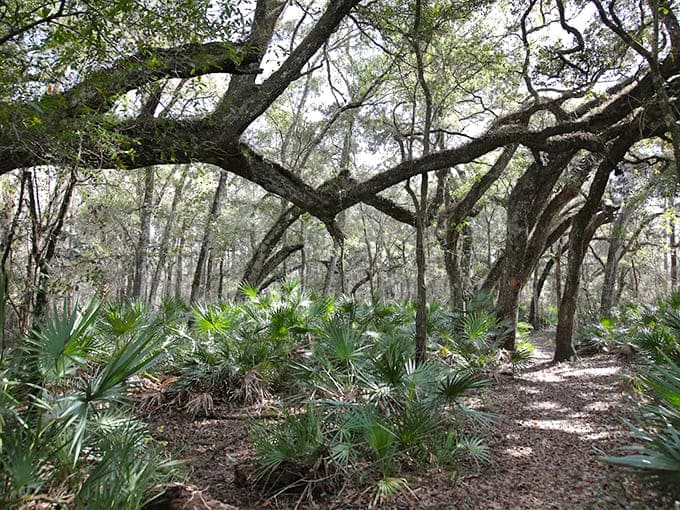 Wooded trails where the trees have been standing longer than most of our favorite restaurants.