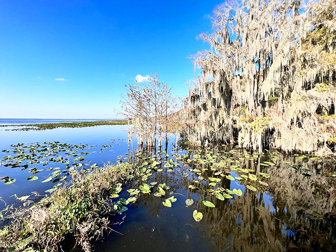 Bald cypress trees stand like ancient sentinels in the shallows, their knobby "knees" creating nature's own sculpture garden.
