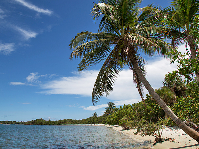 Coconut palms lean gracefully toward turquoise waters, creating that quintessential Florida postcard moment without a high-rise in sight.