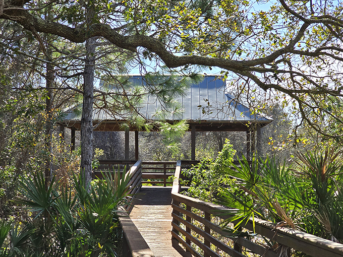 This rustic gazebo provides shelter from Florida's intense sun while offering strategic views of the surrounding ecosystem.